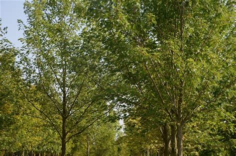 Sidabrinis Klevas Pyramidale