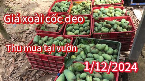 Giá Xoài Cốc đeo Thu Mua Tại Vườn 1122024 Youtube