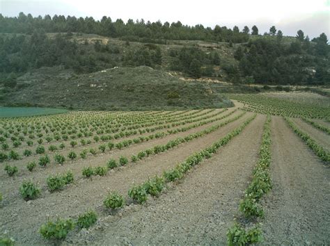 Bodegas Daniel Puras Peciña En La Rioja Vinos D O Ca Rioja