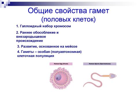 Эмбриология человека - презентация онлайн