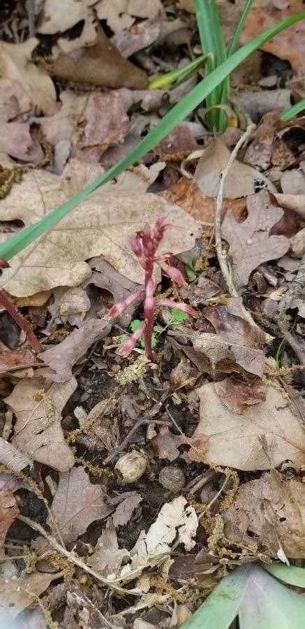 How To Grow Corallorhiza Maculata Earthone