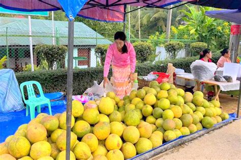မိုင်းယောင်းမြို့နယ်တွင် ကျွဲကောသီးများ လှိုင်လှိုင်ထွက်ရှိ