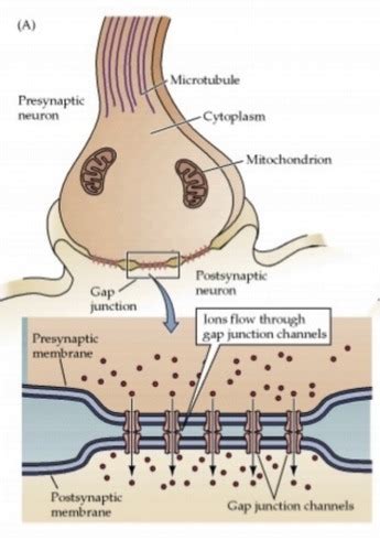 Lecture 4 Synaptic Transmission Flashcards Quizlet