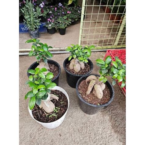 Ficus Microcarpa Bonsai Shopee Philippines