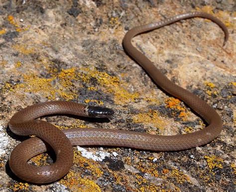 45 Snakes In Southern California Pics Id Tips And More
