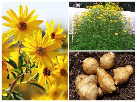 Sunchoke Seeds Jerusalem Artichoke Potato Substitute Helianthus Tuberosus Ht0120 Etsy