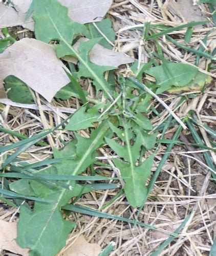 Weeds And Turfgrass Flashcards Quizlet