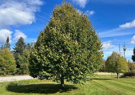 Tree Replacement Policy Toughened By Councillors Barrie News