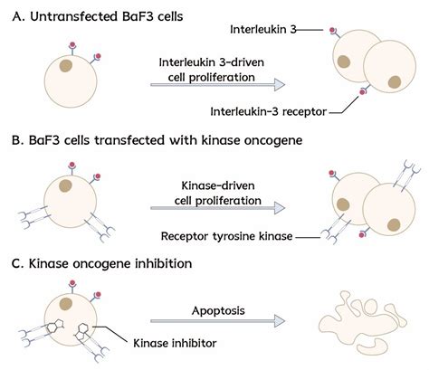 Baf3 Cell Proliferation Assay Baf3 Assays Ba F3 Cell Line Baf3 Cell