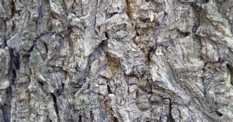 Phellodendron Bark Phellodendron Amurense Top Quality Herbs