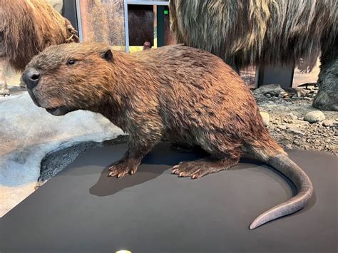 Giant Beaver Becomes Minnesotas Official State Fossil Eden Prairie