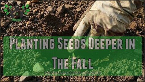 Fall Planting Vegetables In Zone 6 Your Complete Growing Guide