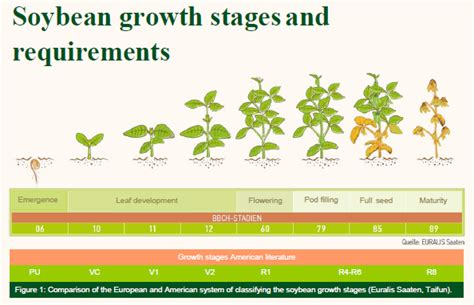 Soybean Growth Stages And Requirements Legumehubeu