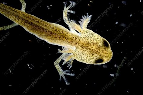 Palmate Newt Tadpole Light Micrograph Stock Image C012 3409