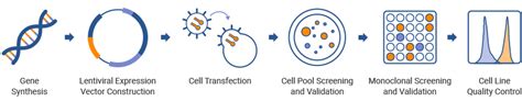 Stable Cell Line Development Service CUSABIO