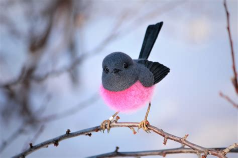 Australian Pink Robins Are Cute And Vibrant And Oh So Very Round Artofit
