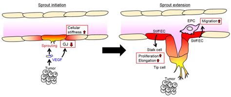 Potential Role Of Endothelial Cellular Stiffness In Cell Migration