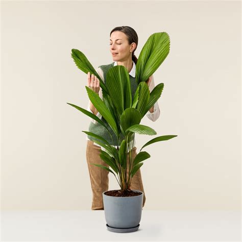 Licuala Grandis Palm 130cm | House Plants Delivered | Indoor Plants ...