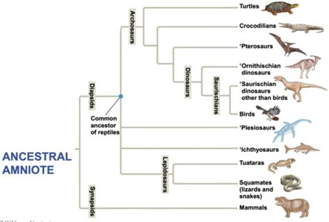 Final Exam Lecture Exam 4 Flashcards Quizlet