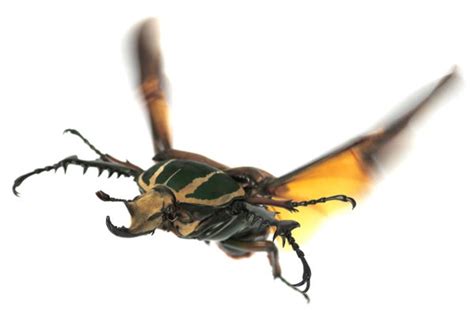 Scarab Beetle Flying