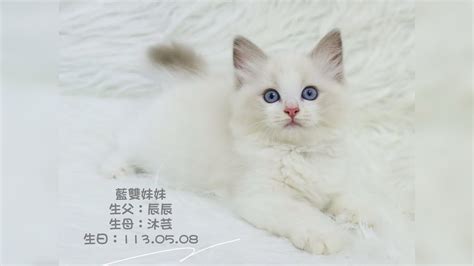 已有家長｜塔季揚娜 Youtube