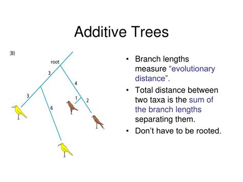 Ppt Phylogenetic Trees And Evolutionary Sequence Models Powerpoint