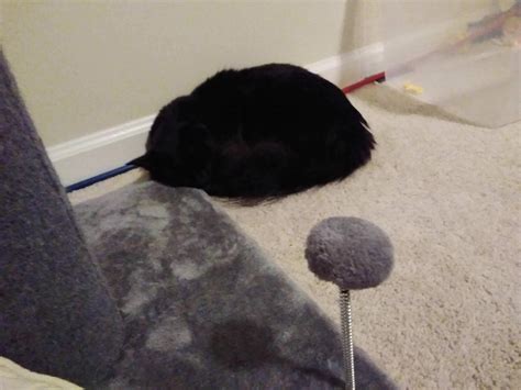 my little unintelligent void named ares r catpics