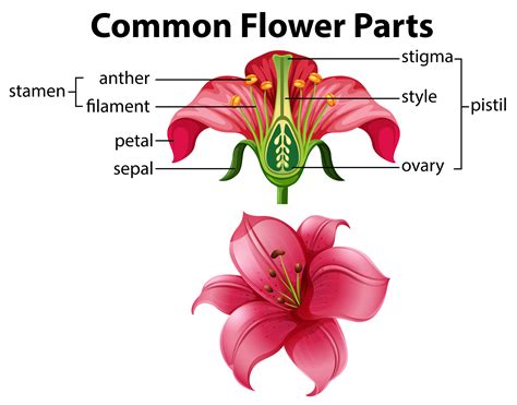 Identify 3 Parts Of A Flower And Their Functions Free Printable Worksheet