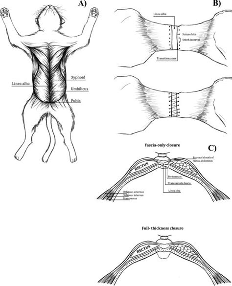 Rectus Abdominis Cat Muscle