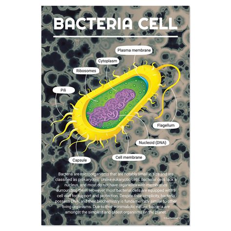 Quarterhouse Bacteria Cell Poster Science Classroom Materials For Tea