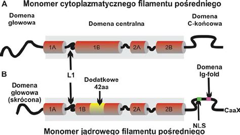 Comparison Of The Cytoplasmatic Panel A And Nuclear Intermediate