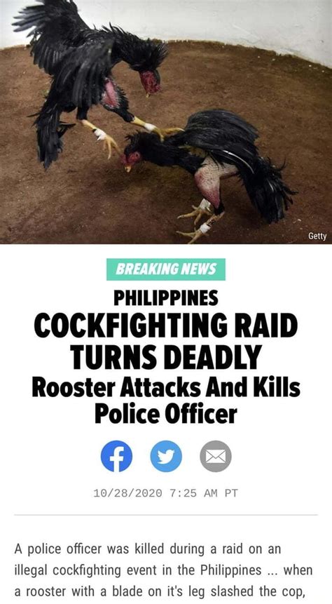 Getty Breaking News Philippines Cockfighting Raid Turns Deadly Rooster