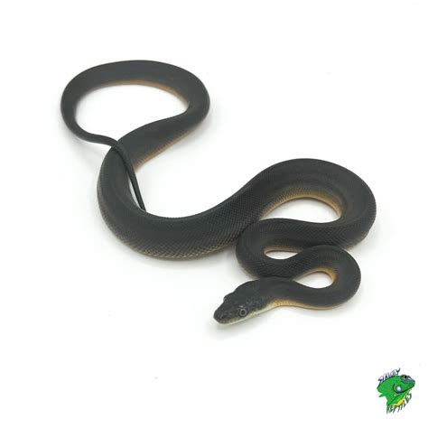 Green Tree Python Biak Juvenile To Adult Strictly Reptiles