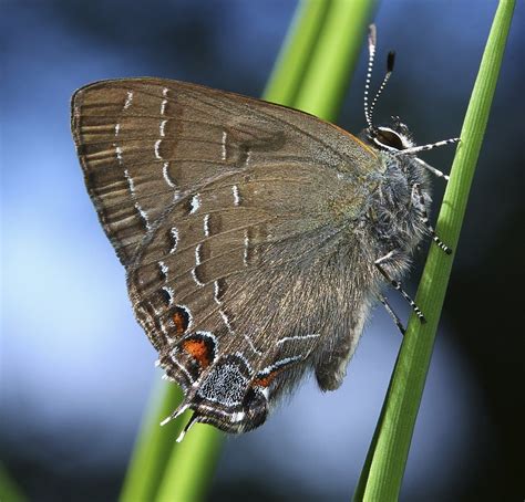 Todays Holocene Mass Extinction Free Photo Rawpixel