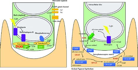 Biochemical Cascade Of Phototransduction Mycqvj