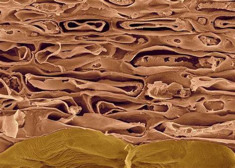 Apple Fruit Section 2 Greeting Card By Dennis Kunkel Microscopy