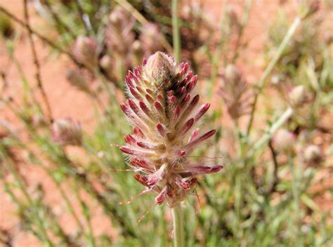 Red Pussytail Ptilotus Polystachyus Ausemade