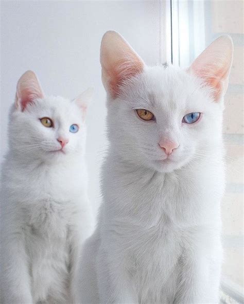 Twin White Cats Born With Heterochromatic Two Different Colored Eyes