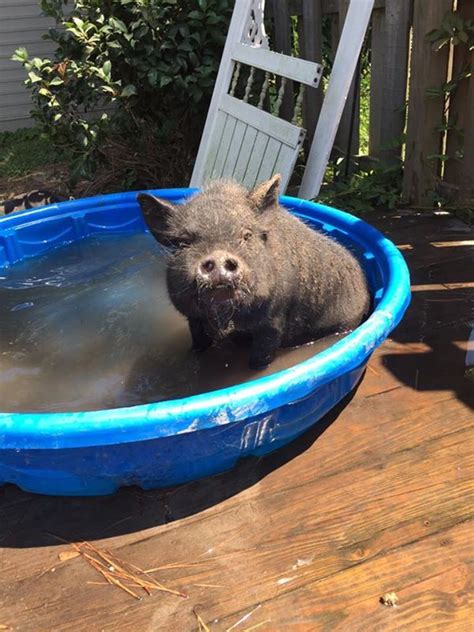 95 Best Images About The Real Mini Pigs On Pinterest A Kiss Pools