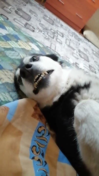 Не выспалась 3 Youtube