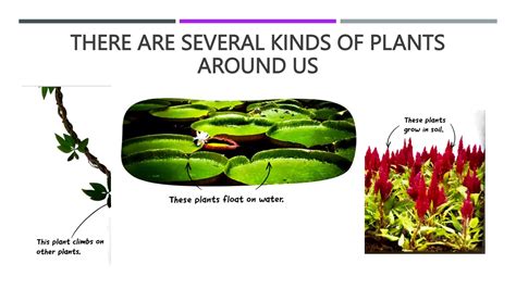 Unit 4 Classifying Plantspptx Free Download