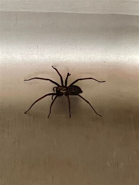Giant House Spider Around Seattle Wa R Spiders