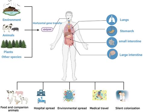 Klebsiella Pneumoniae Multidrug Resistant Organism At Veronica Green Blog
