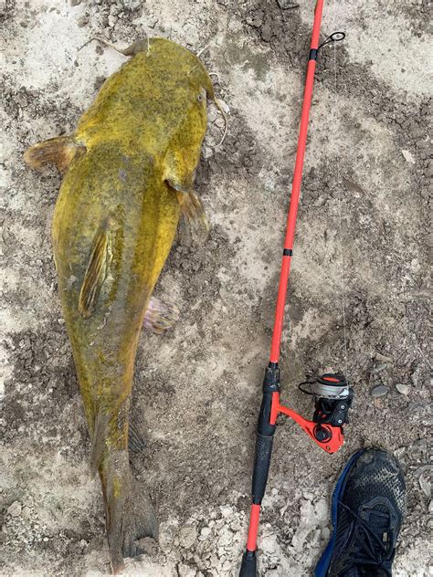 Flathead Catfish On Half Pound Buffalo Rcatfishing