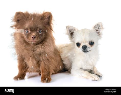 Are Pomeranians And Chihuahuas Compatible Together