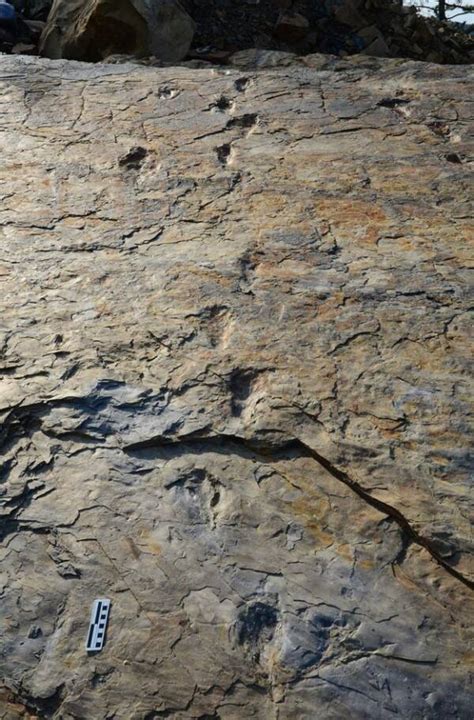 120 Million Year Old Bipedal Crocodile Fossils Discovered In South Korea
