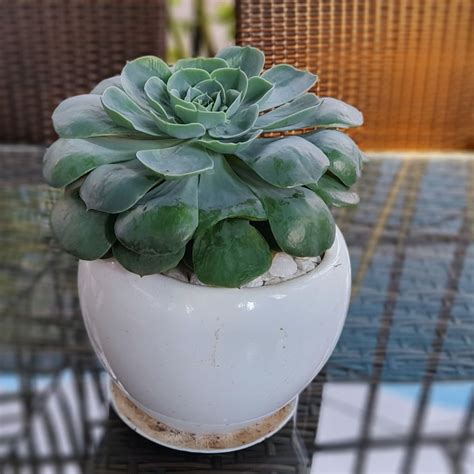 Small Fibreglass Planter Jardin Classics