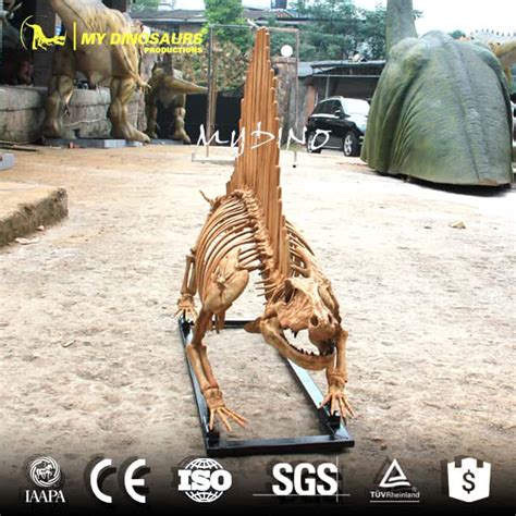 Life Size Dimetrodon Fossil Skeleton Replica For Sale