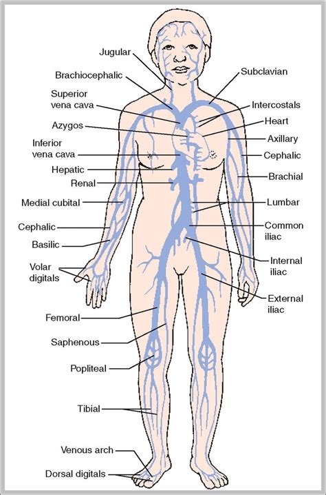 Function Of Veins Image Anatomy System Human Body Anatomy Diagram