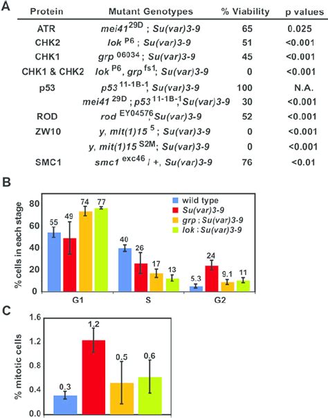 Dna Repair Checkpoint And Mitotic Checkpoint Proteins Are Essential For